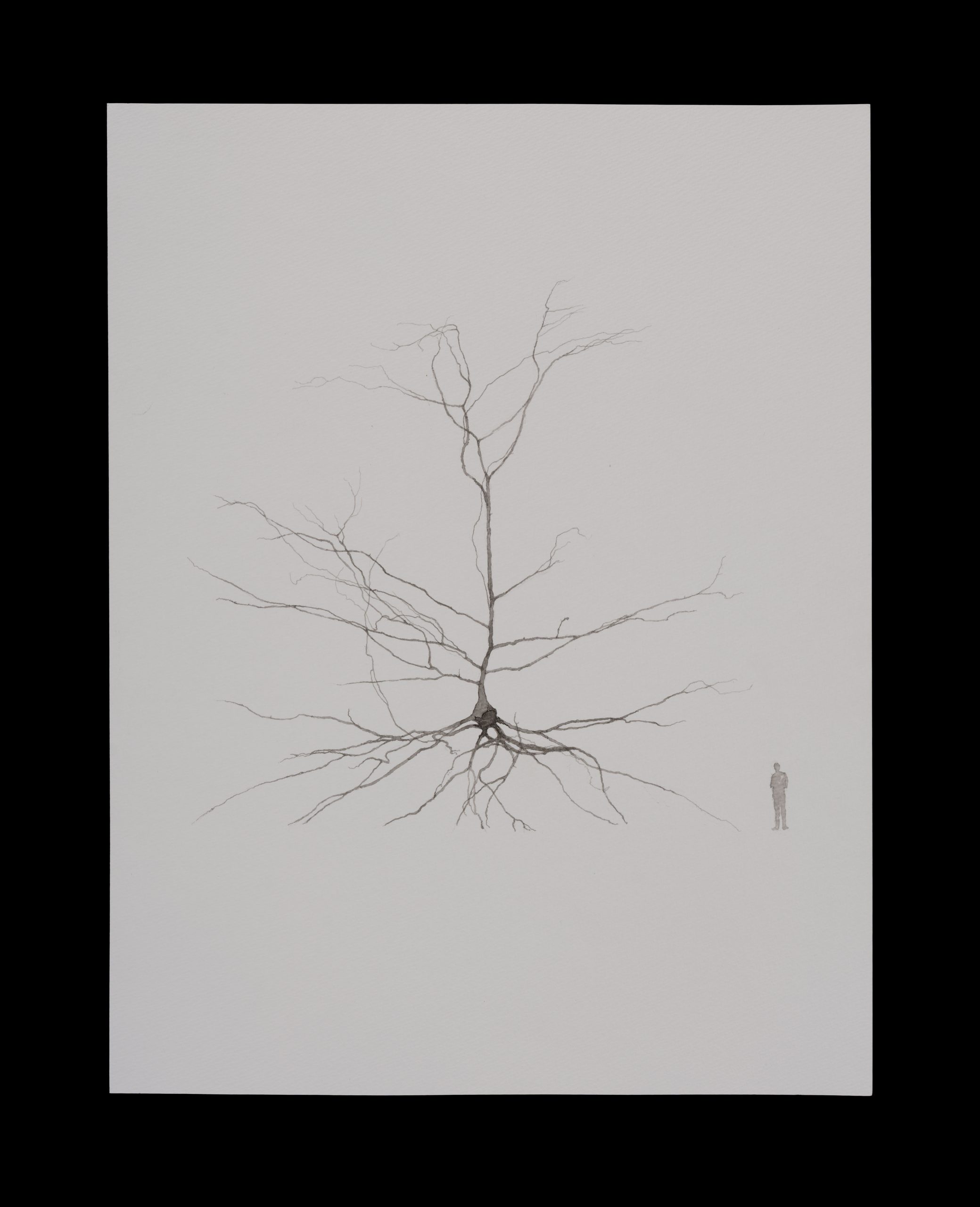 Roxy Paine: Drawings and Model | Talley Dunn Gallery