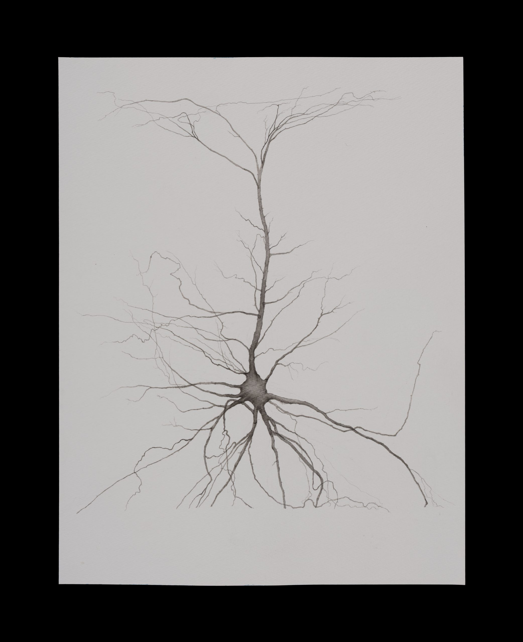 Roxy Paine: Drawings and Model | Talley Dunn Gallery